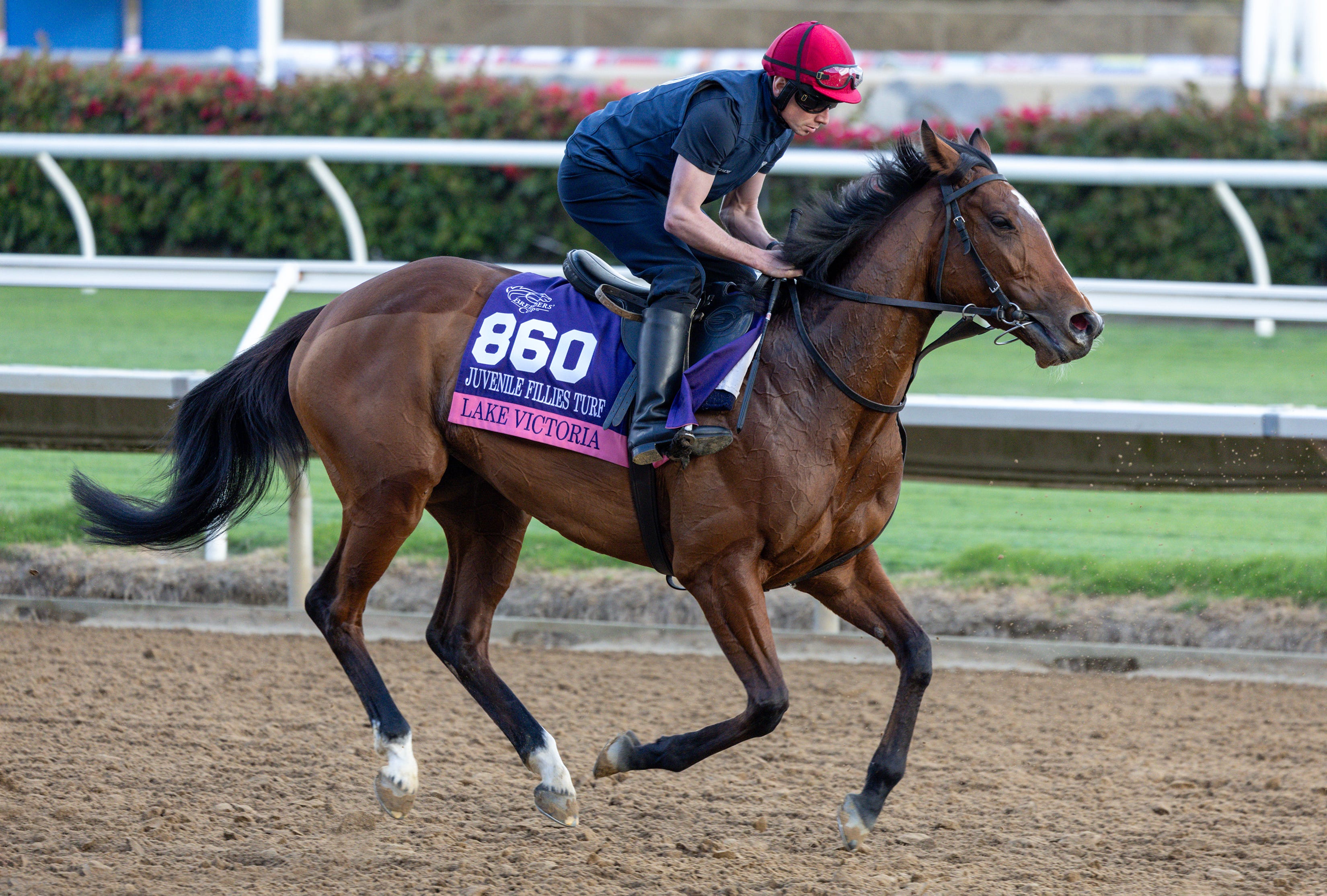 Breeders' Cup Juvenile Fillies Turf: Thought Process eyes upset for home team